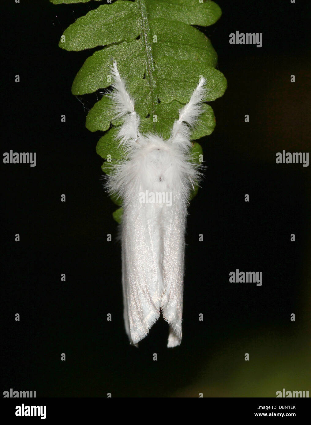 Close-up macro shots of a Female Yellow-tail Moth (Euproctis similis, a ...