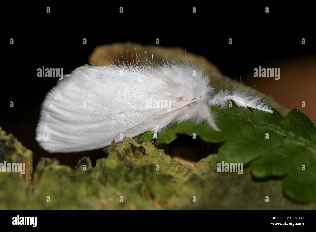 Close-up macro shots of a Female Yellow-tail Moth (Euproctis similis, a ...