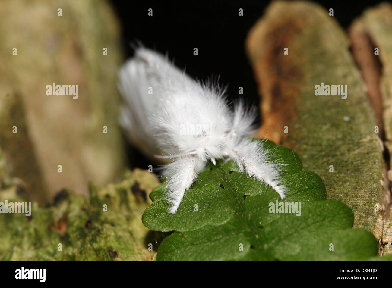 Close-up macro shots of a Female Yellow-tail Moth (Euproctis similis, a ...