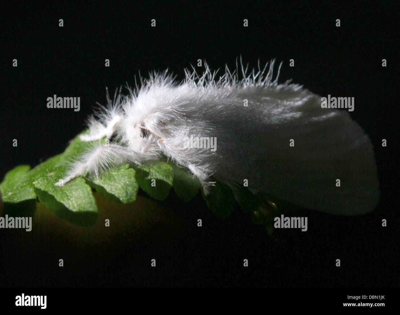 Close-up macro shots of a Female Yellow-tail Moth (Euproctis similis, a ...