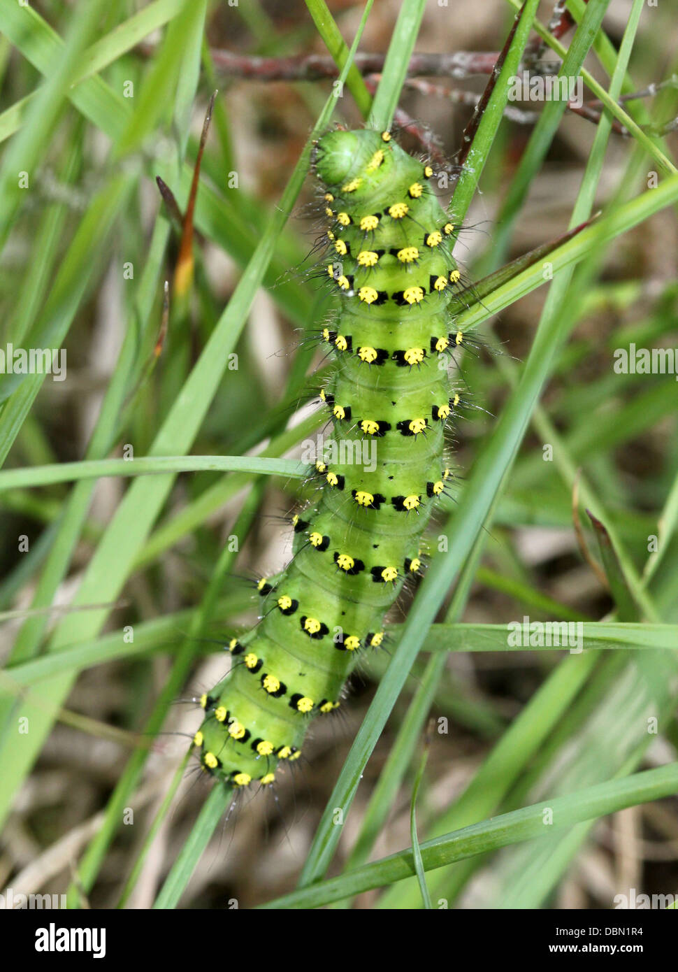 Detailed close-ups of the exotic looking Small Emperor Moth Caterpillar ...