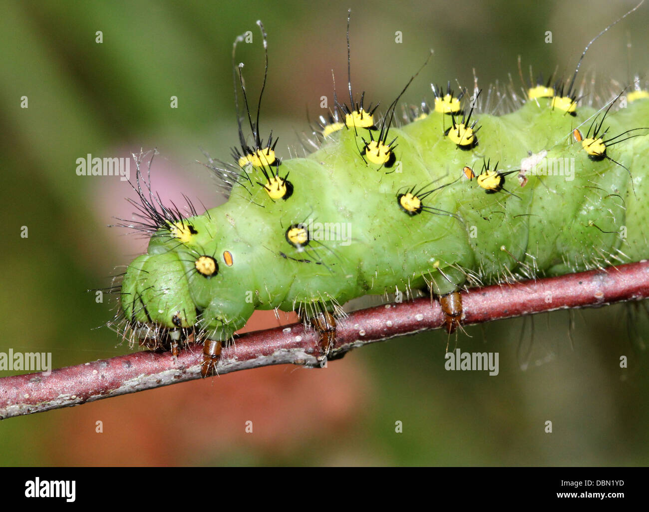 Small Emperor Moth Caterpillar (Saturnia pavonia Stock Photo - Alamy