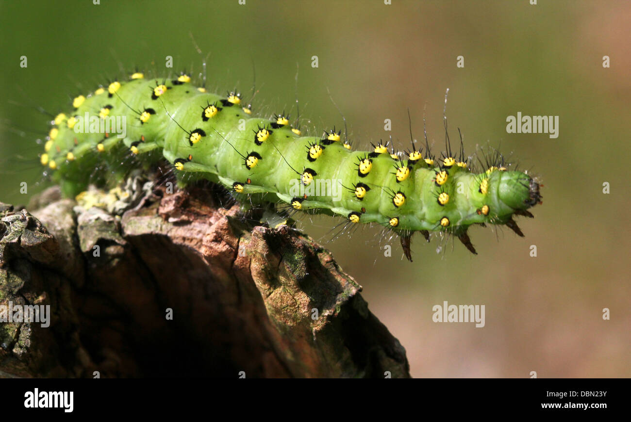 Detailed close-ups of the exotic looking Small Emperor Moth Caterpillar ...