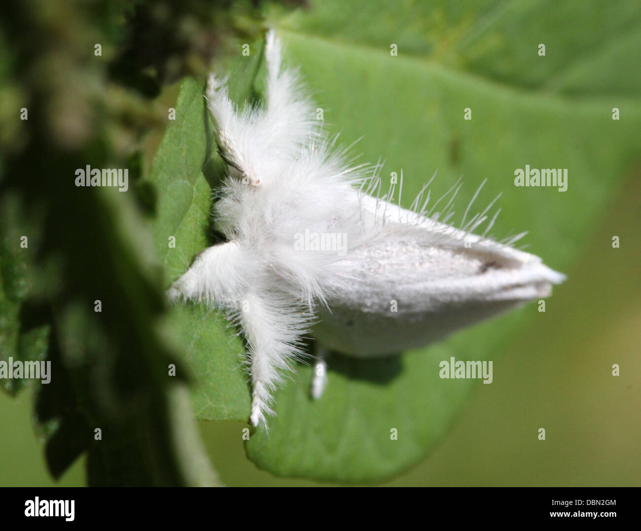 Close-up macro shots of a Female Yellow-tail Moth (Euproctis similis, a ...