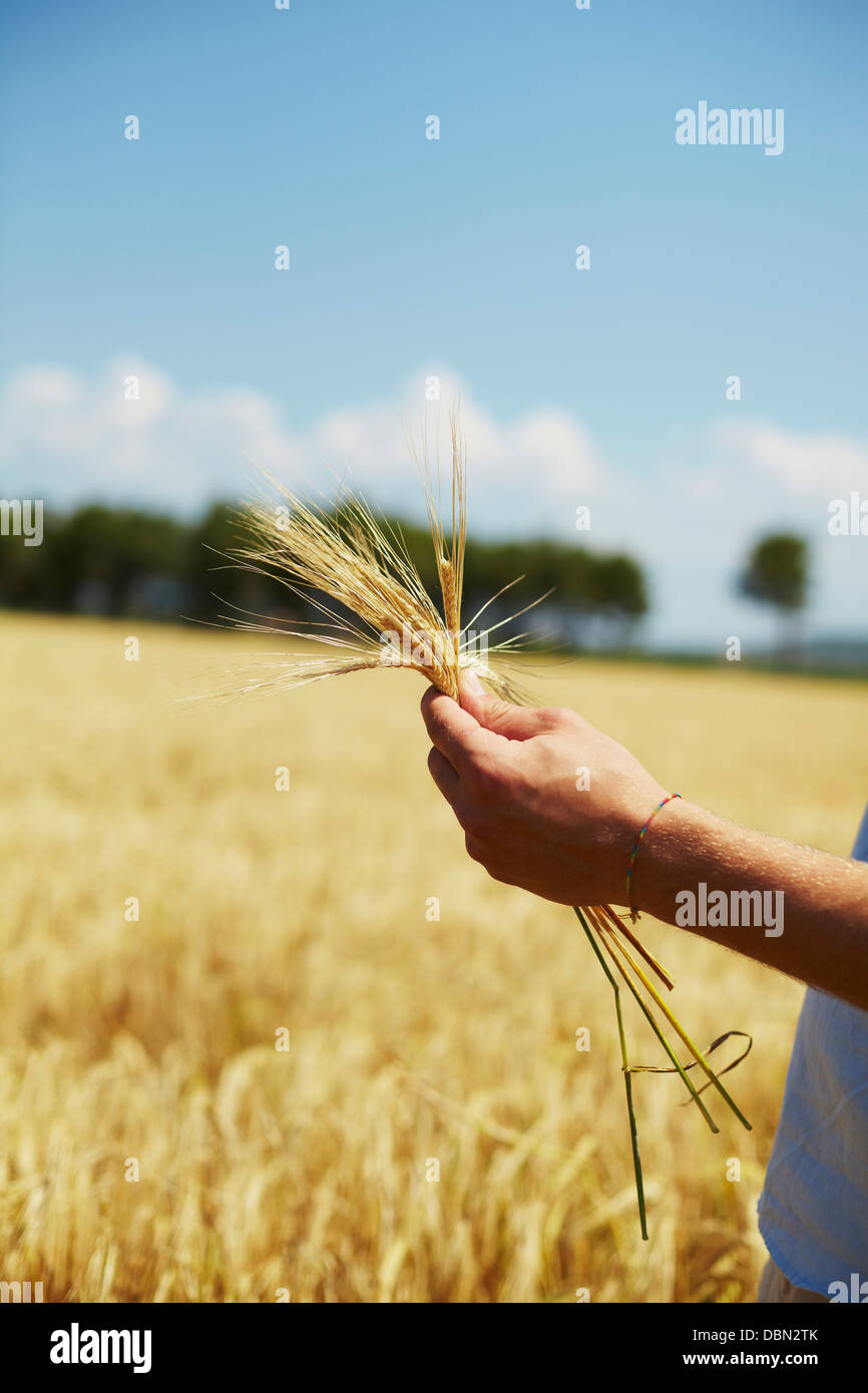 Farmer Holding Wheat Stalks In Hands, Croatia, Dalmatia, Europe Stock ...