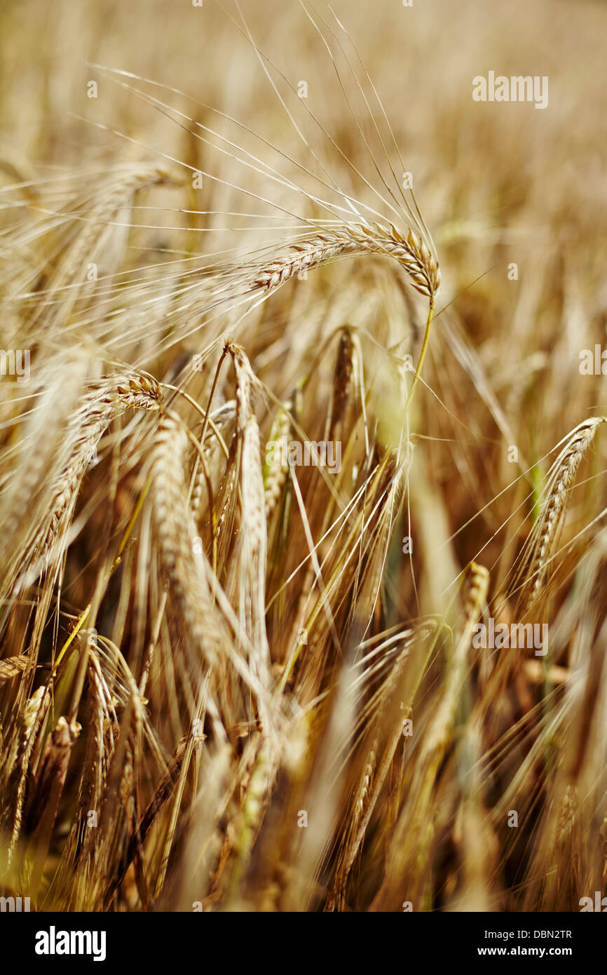Wheat field series hi-res stock photography and images - Alamy