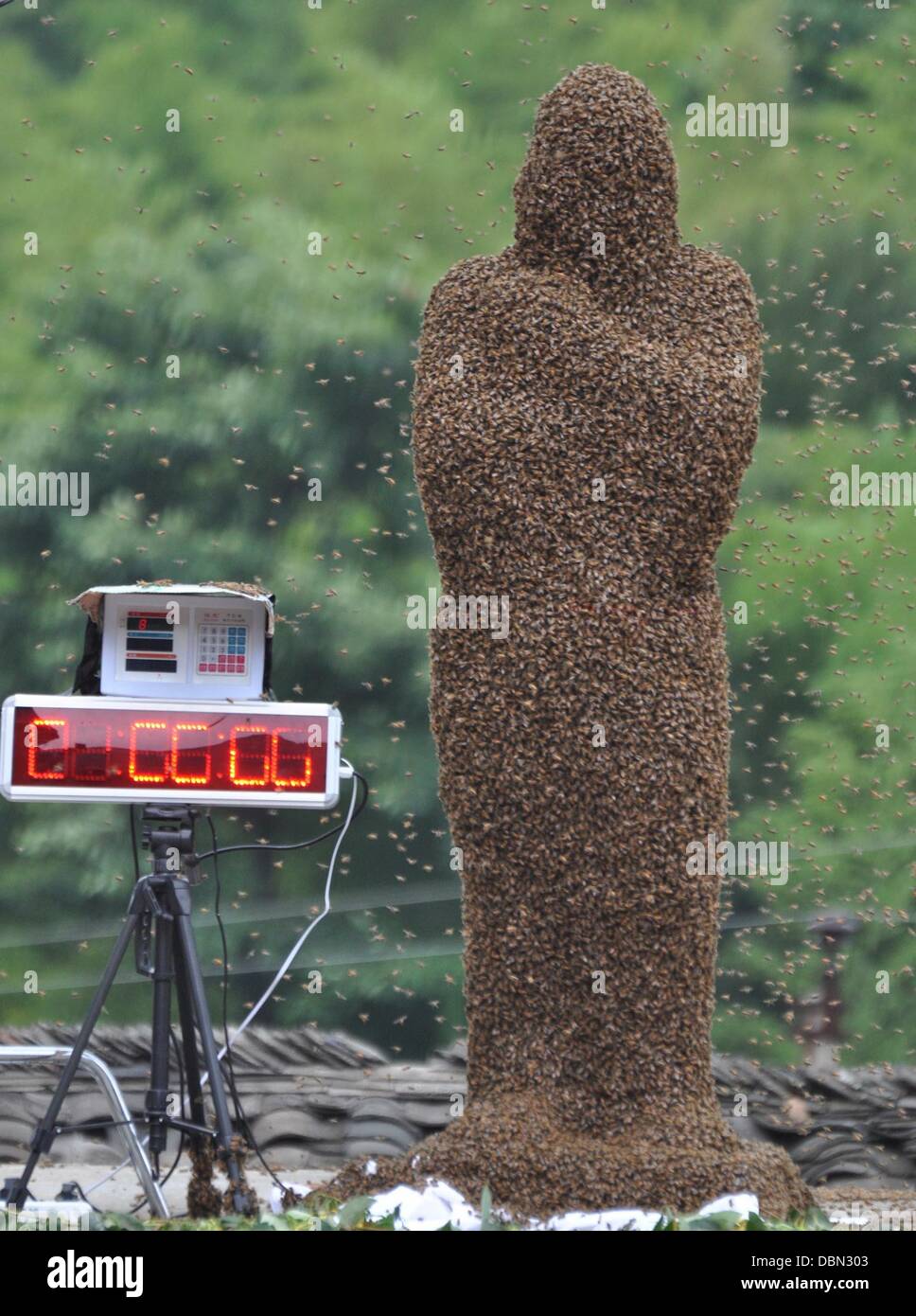 Bee bearding hi-res stock photography and images - Alamy