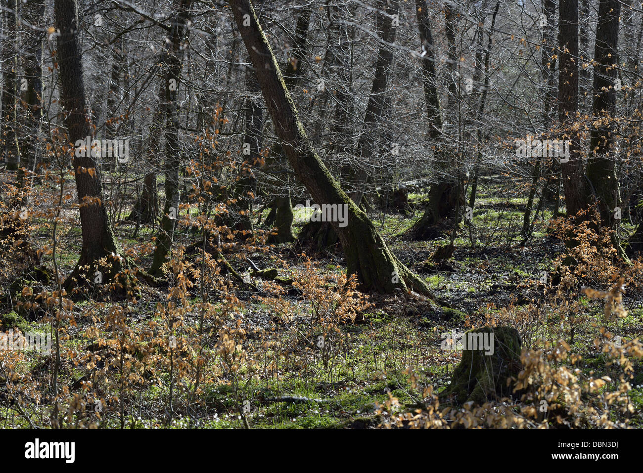 Marsh alder hi-res stock photography and images - Alamy