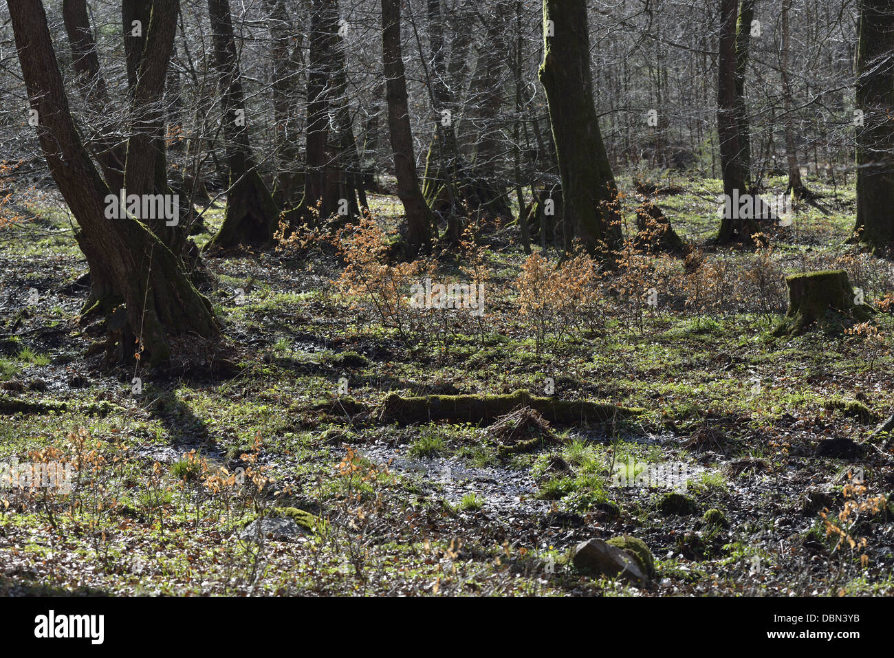 Marsh Alder High Resolution Stock Photography and Images - Alamy