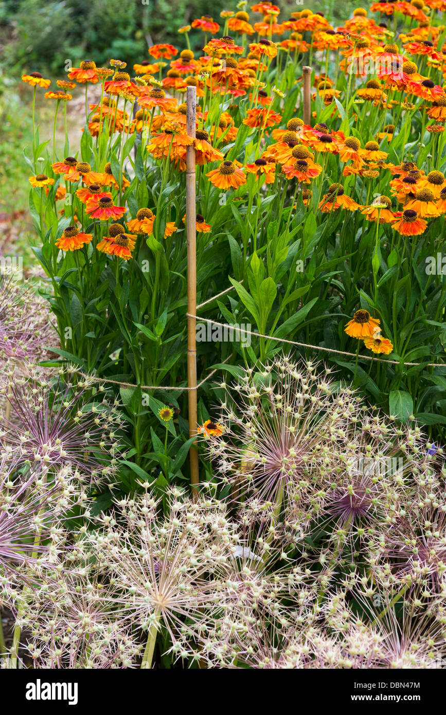 Staked heleniums hi-res stock photography and images - Alamy