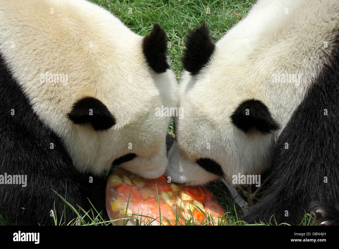 A sweet treat for these pandas. Two pandas in China's Shandong province ...