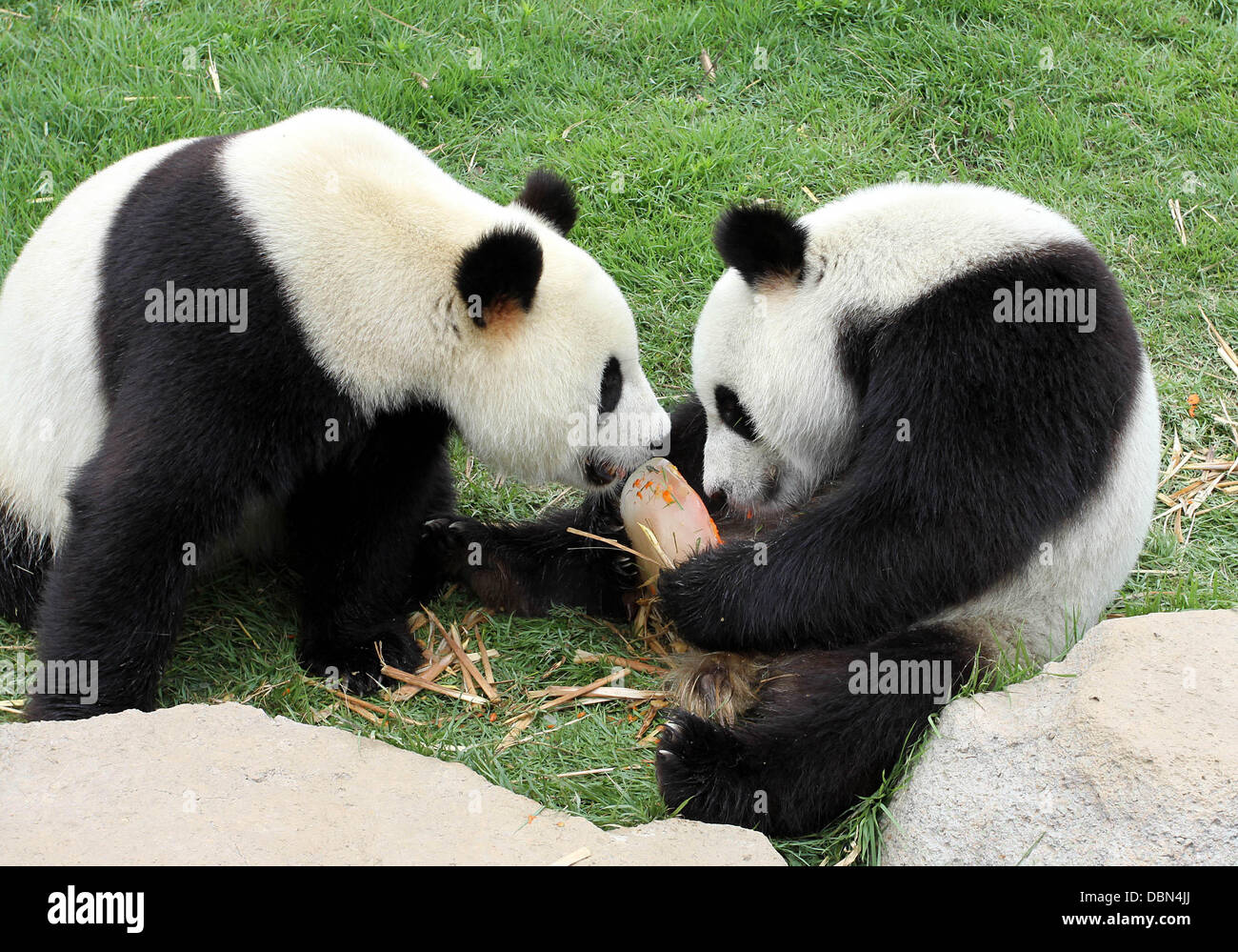 A sweet treat for these pandas. Two pandas in China's Shandong province ...