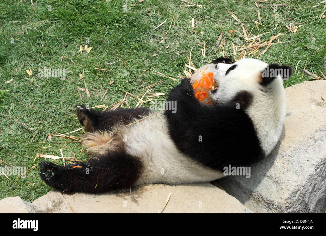A sweet treat for these pandas. Two pandas in China's Shandong province ...