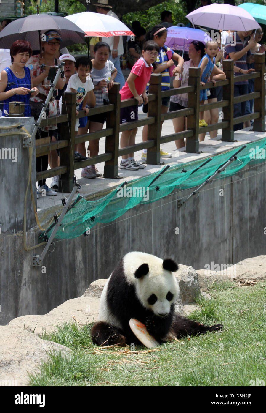 A sweet treat for these pandas. Two pandas in China's Shandong province ...