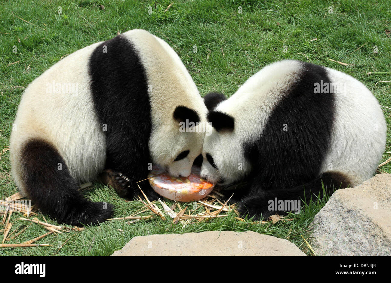 A sweet treat for these pandas. Two pandas in China's Shandong province ...