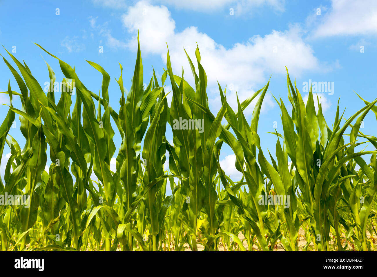 Field corn in spring hi-res stock photography and images - Alamy