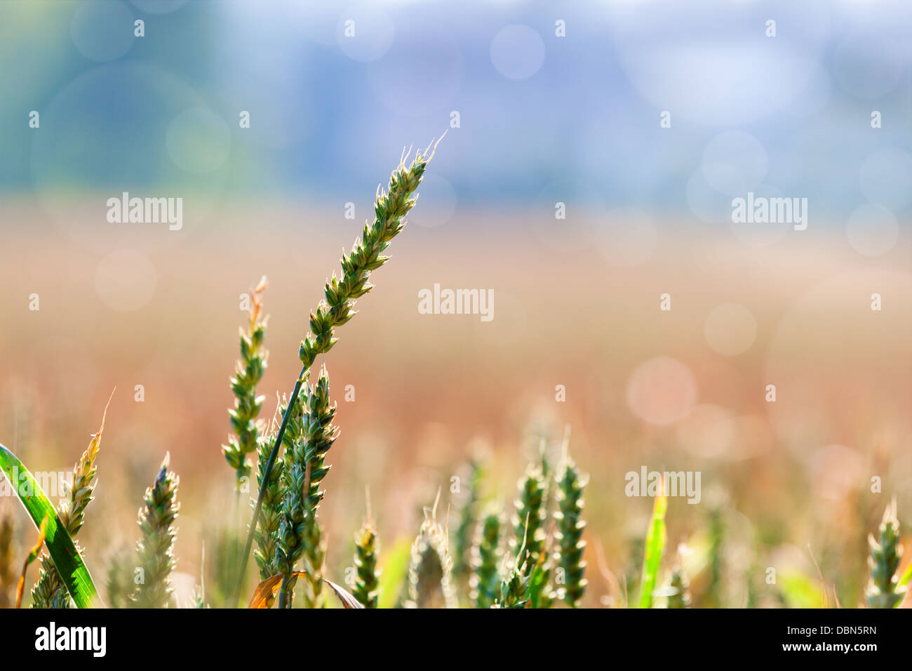 Outdoor bokeh background hi-res stock photography and images - Alamy