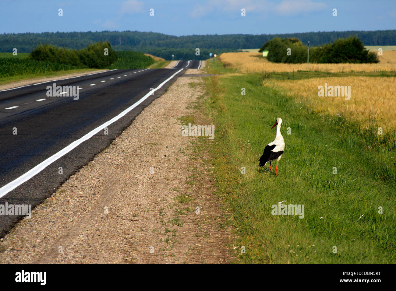 Big white Stork stayed near the road Stock Photo - Alamy
