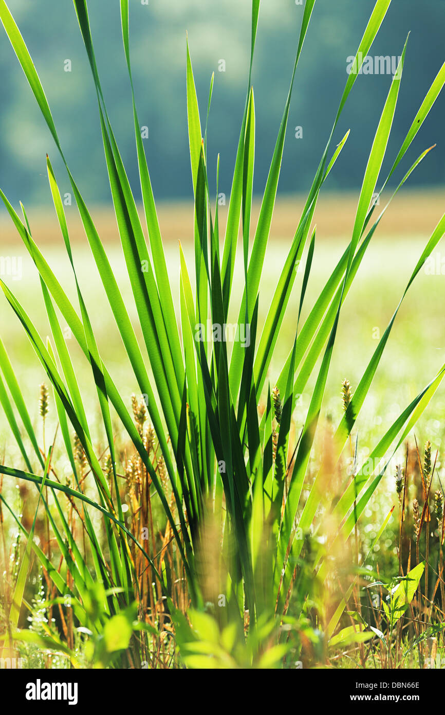 Bulrush plant on sunrise Stock Photo - Alamy