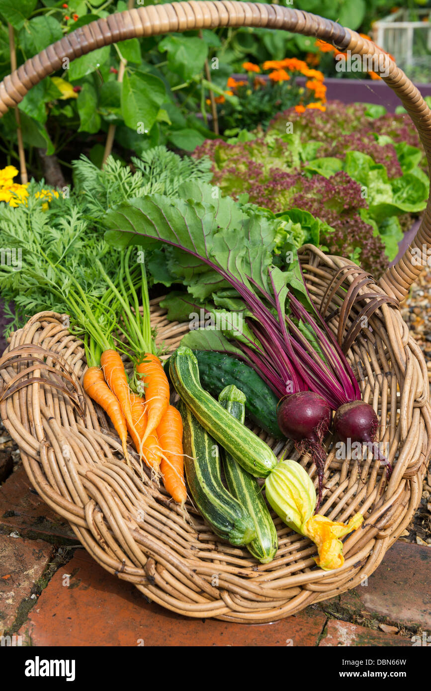 Antique basket filled with a collection of freshly picked home grown ...
