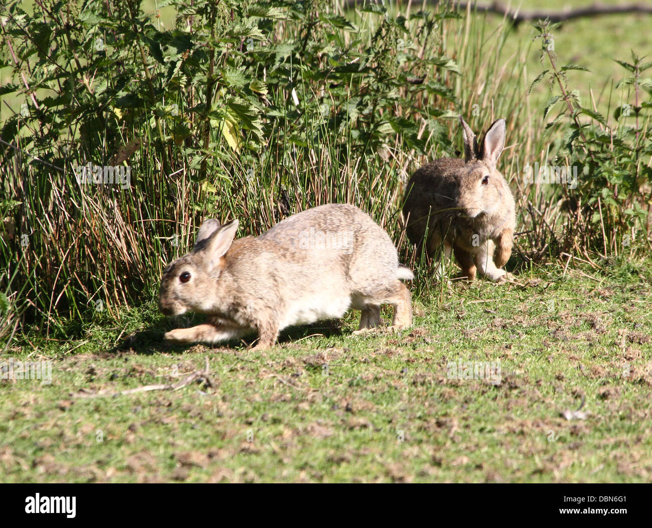 Two running wild rabbits (Oryctolagus cuniculus) chasing each other ...