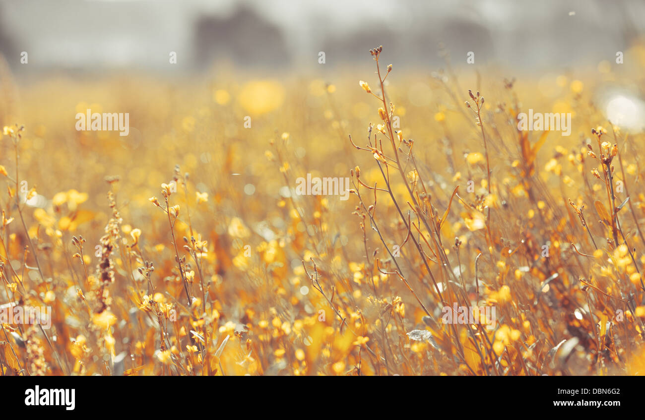 Yellow flower in meadow hi-res stock photography and images - Alamy