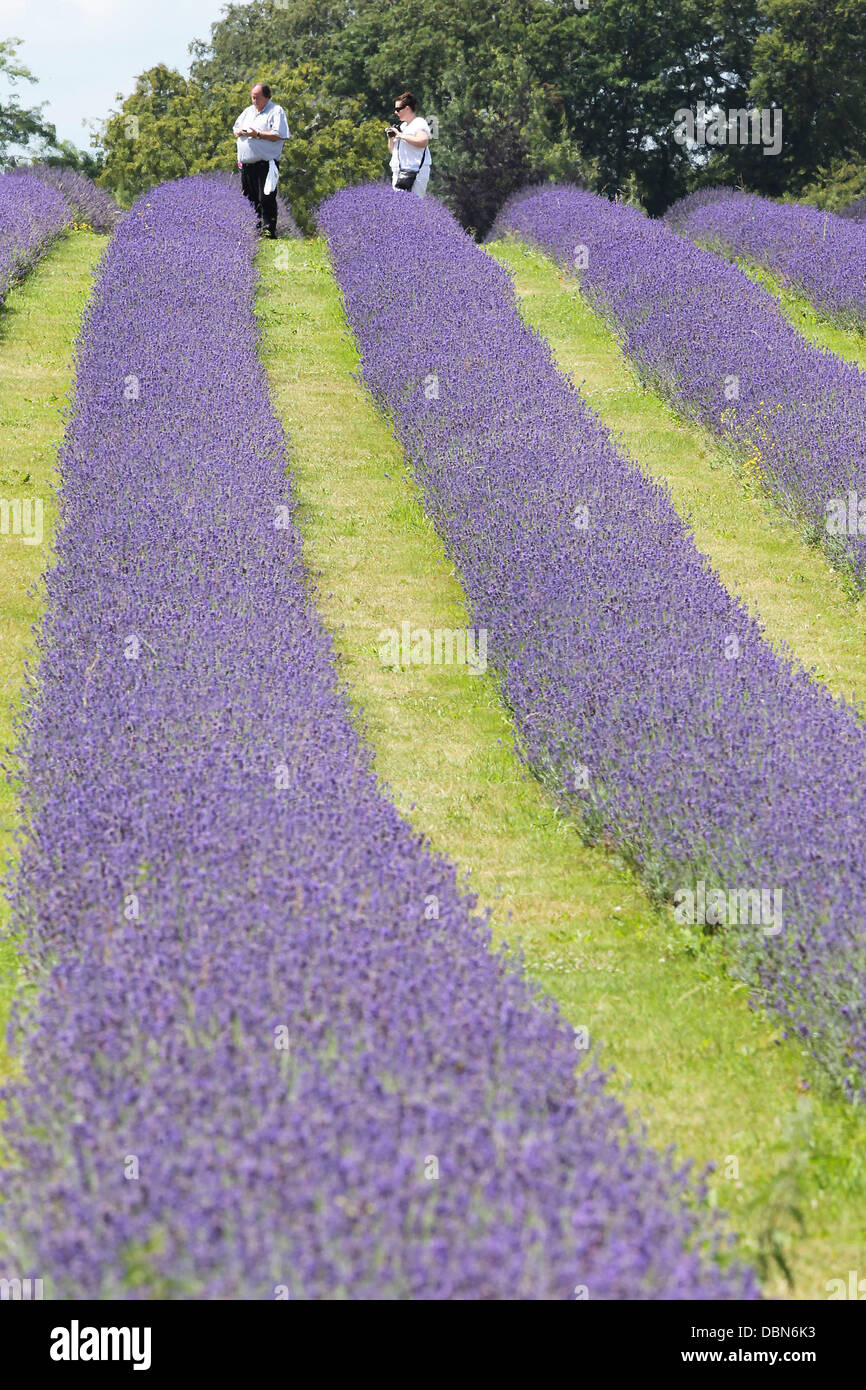 Lavender field london hi-res stock photography and images - Alamy
