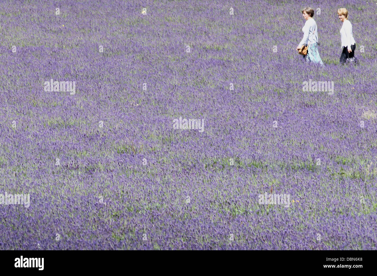 Visitors to Banstead in London stroll through a lavender field ...