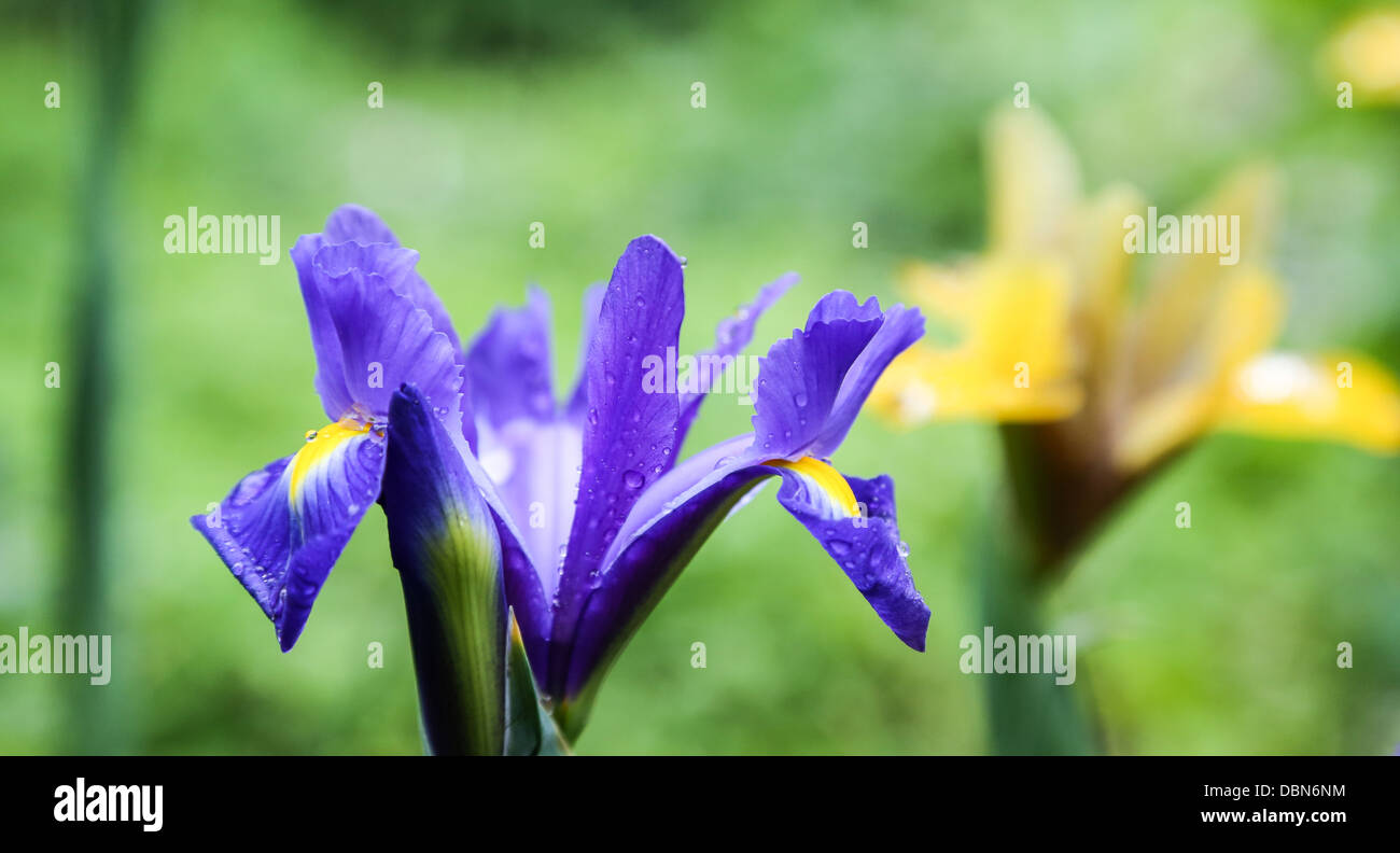Blue yellow iris hi-res stock photography and images - Alamy