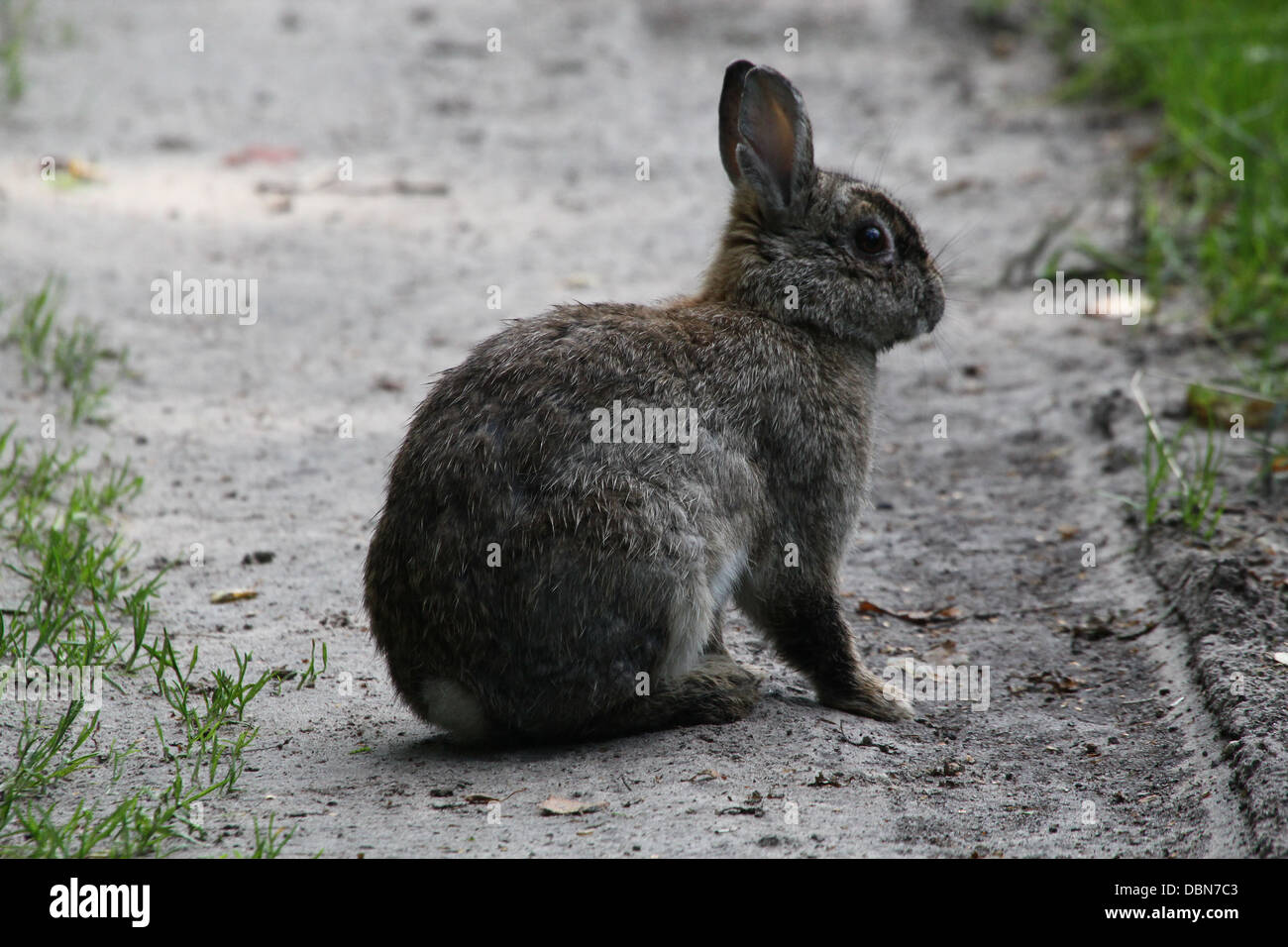 Series of very detailed close-ups of wild rabbits (Oryctolagus ...