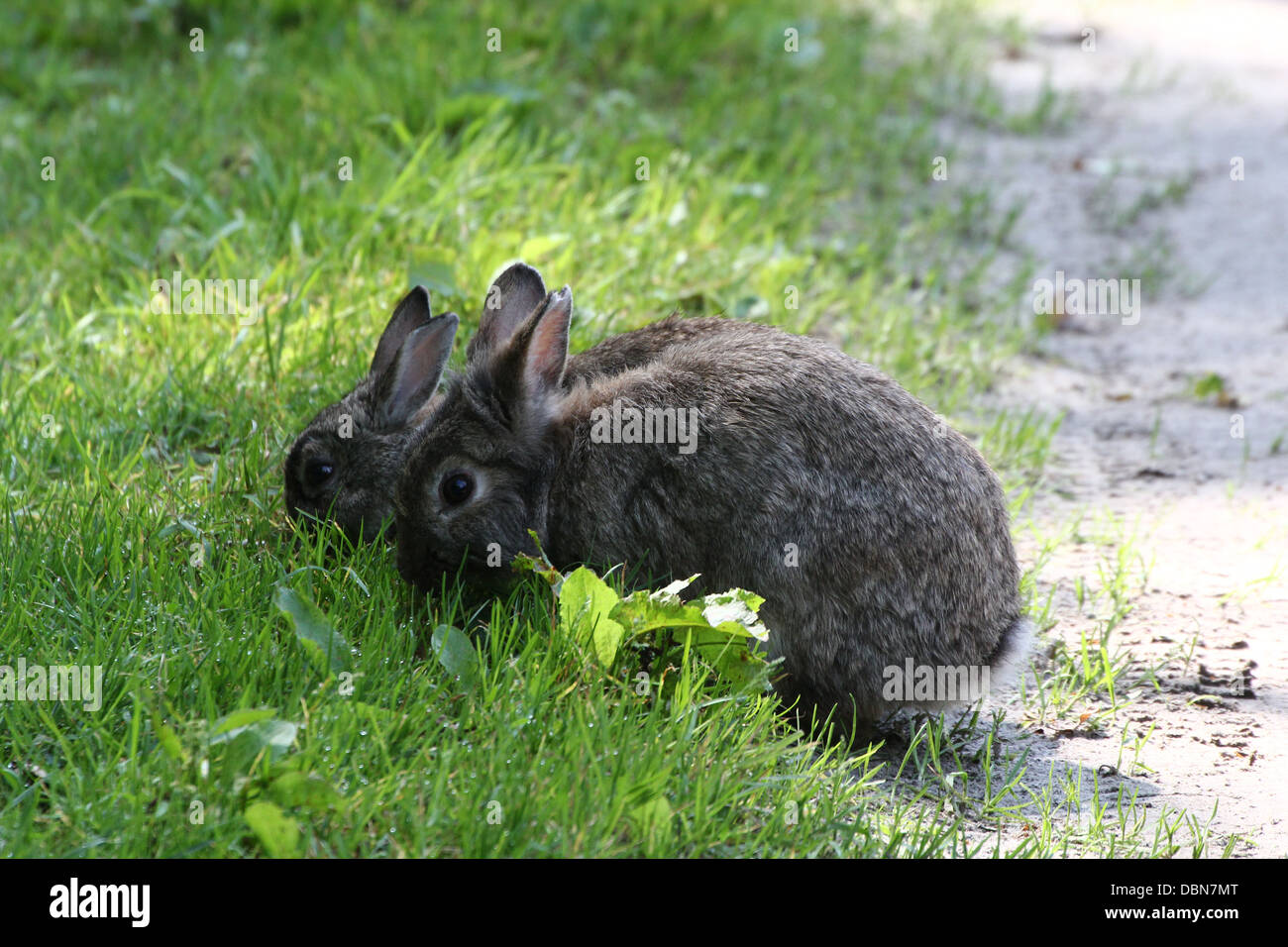 Series of very detailed close-ups of wild rabbits (Oryctolagus ...