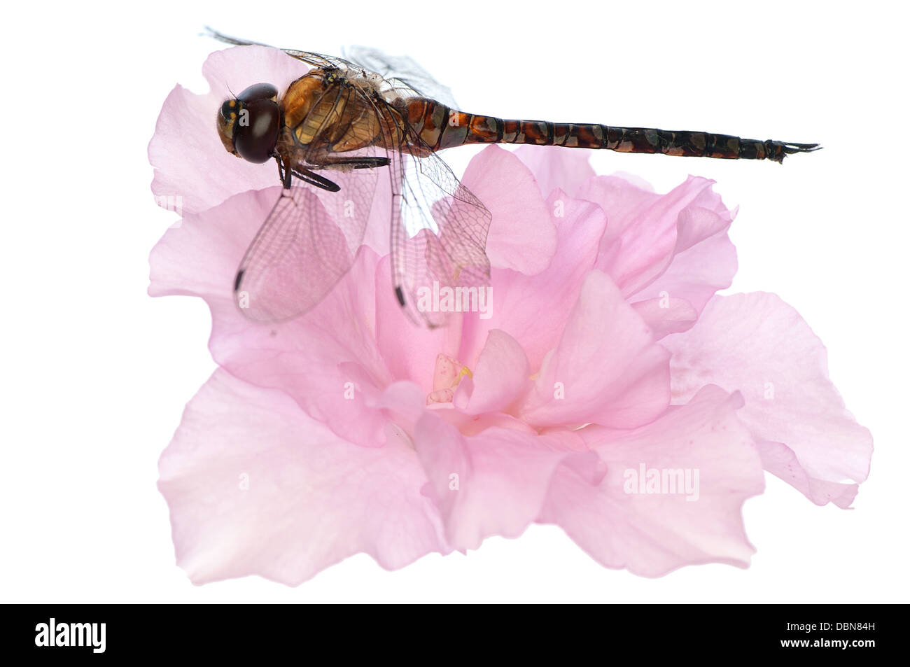 Purple dragonfly insect Cut Out Stock Images & Pictures - Alamy
