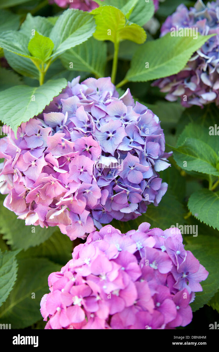 Lilac hydrangea macrophylla hortensia hi-res stock photography and images - Alamy