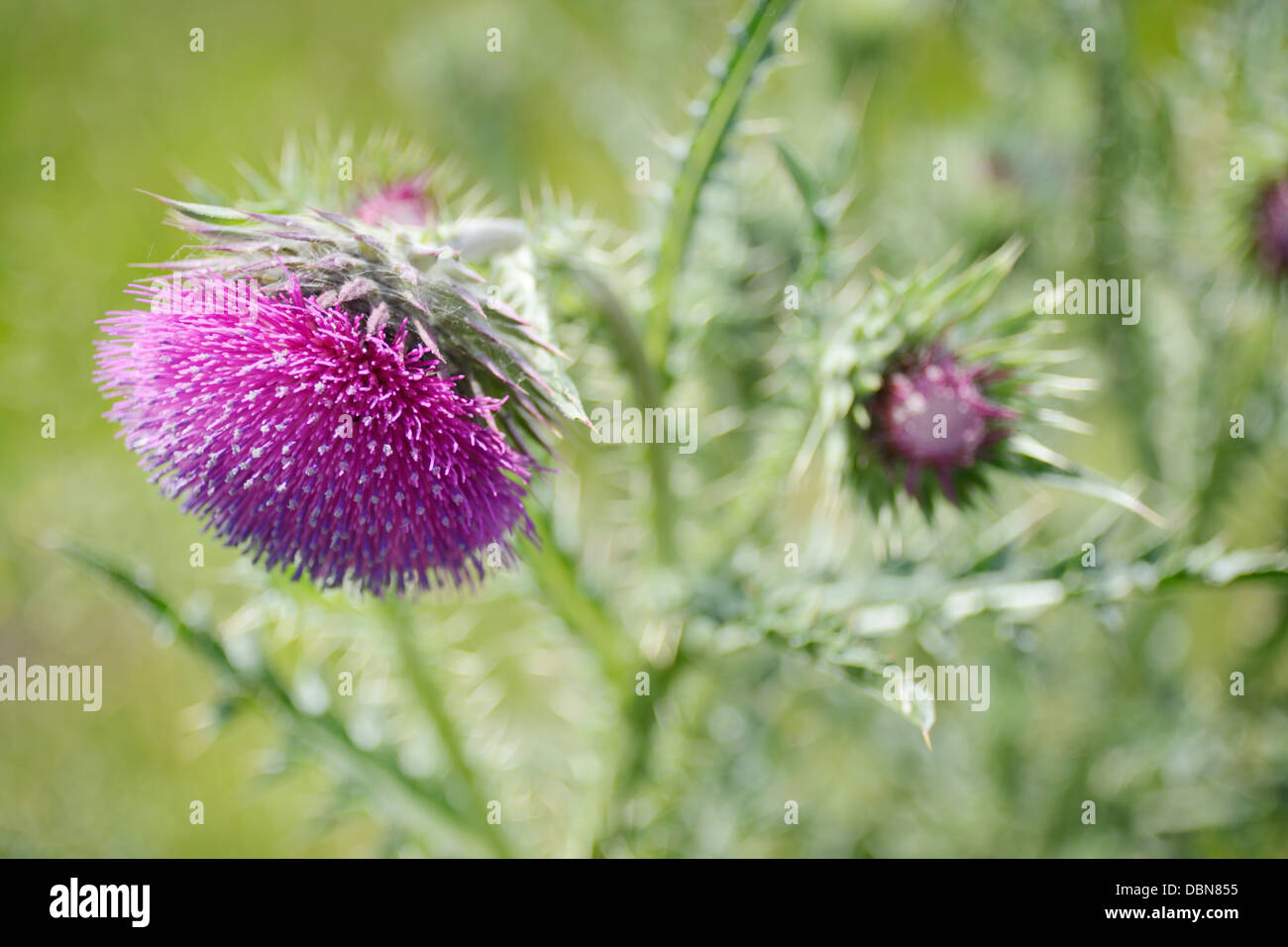 Thistle, Spikey flowering plant Stock Photo - Alamy