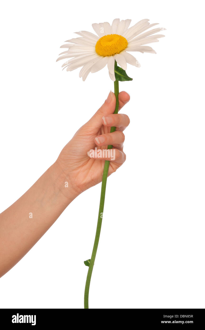 big white daisy Stock Photo - Alamy