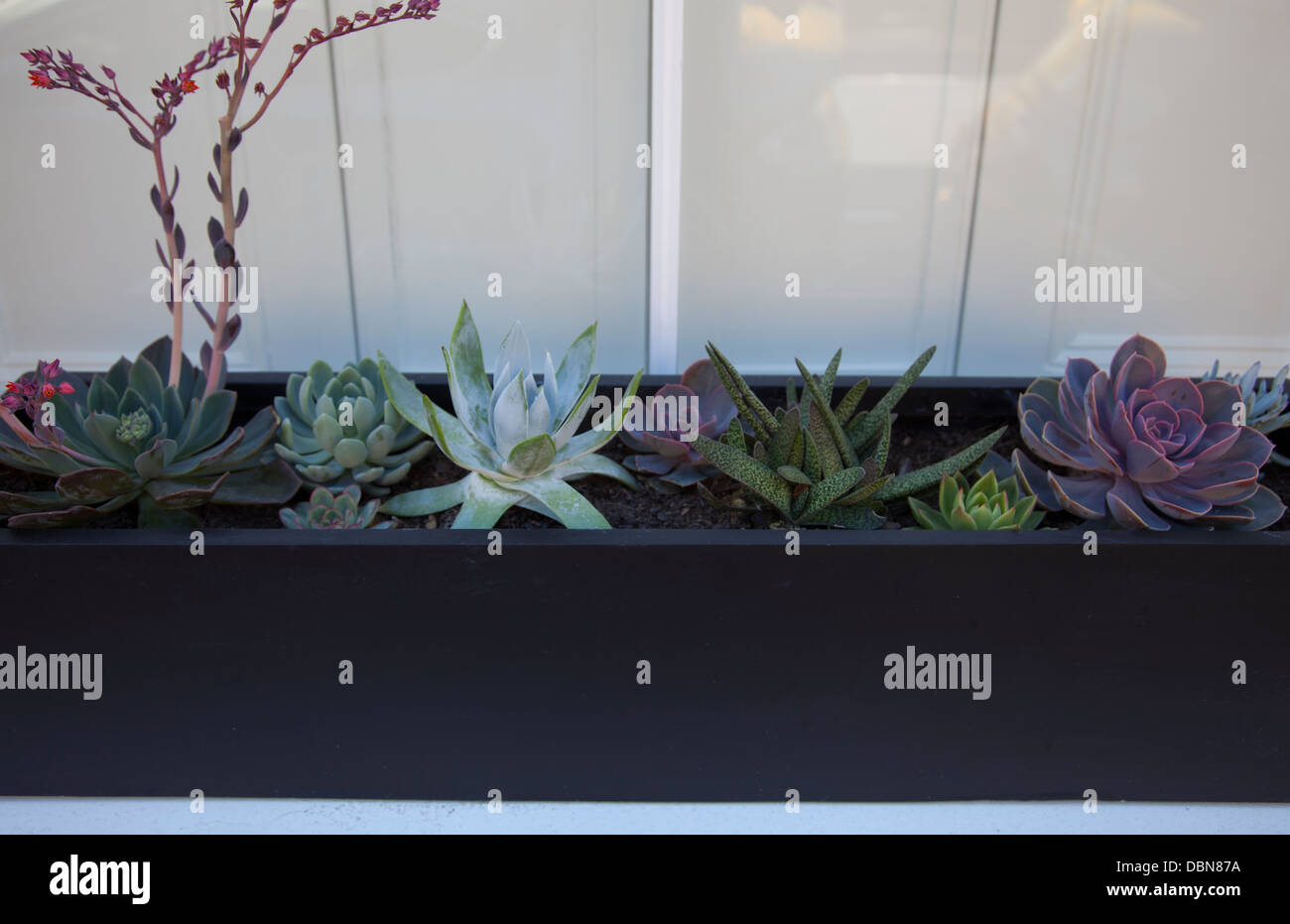 Growing plants in window box hi-res stock photography and images - Alamy