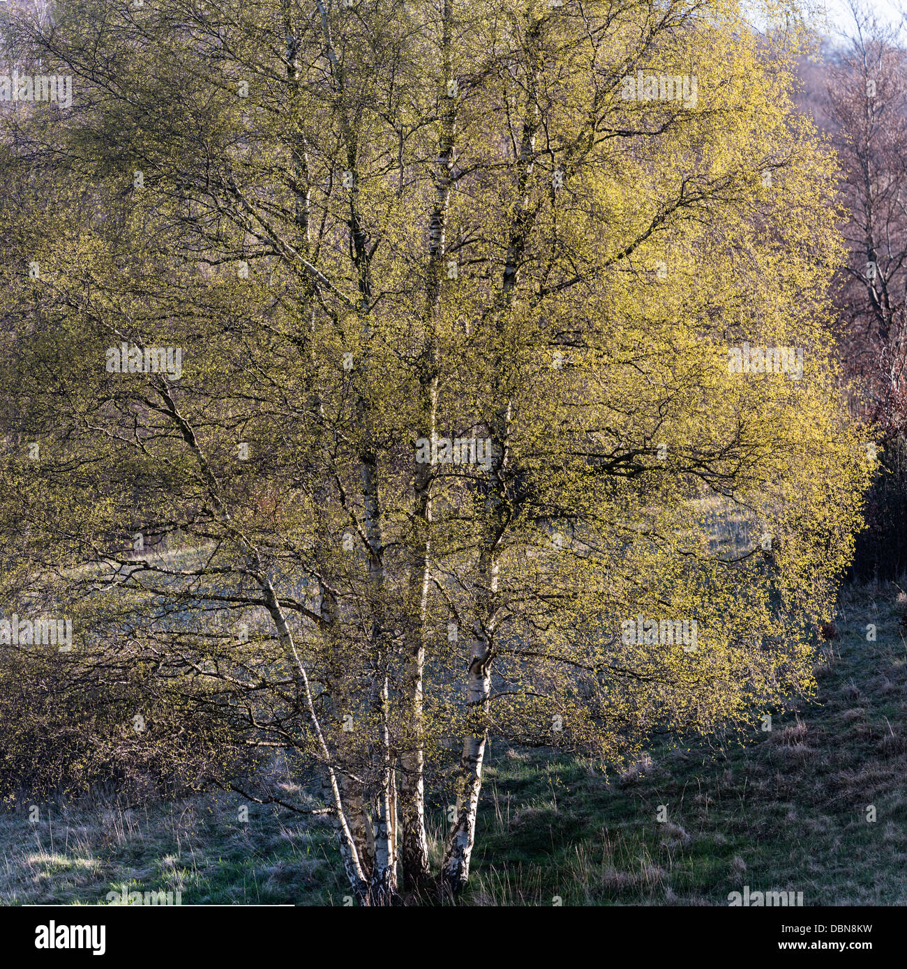 Cranham hi-res stock photography and images - Alamy