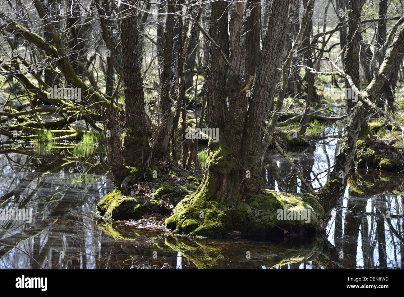 Old Alder forest (Alnus glutinosa) in a typical marsh Stock Photo - Alamy