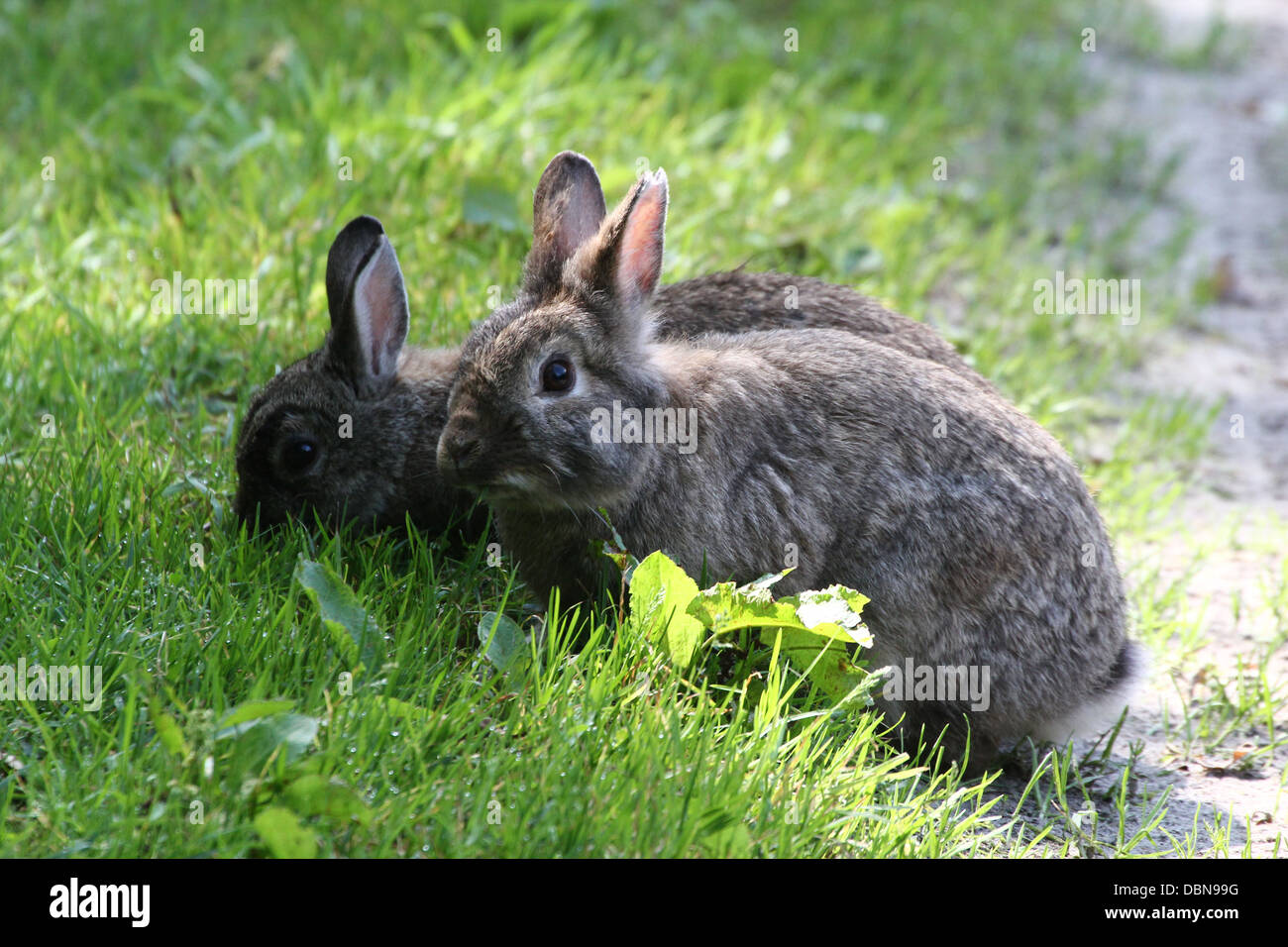 Series of very detailed close-ups of wild rabbits (Oryctolagus ...
