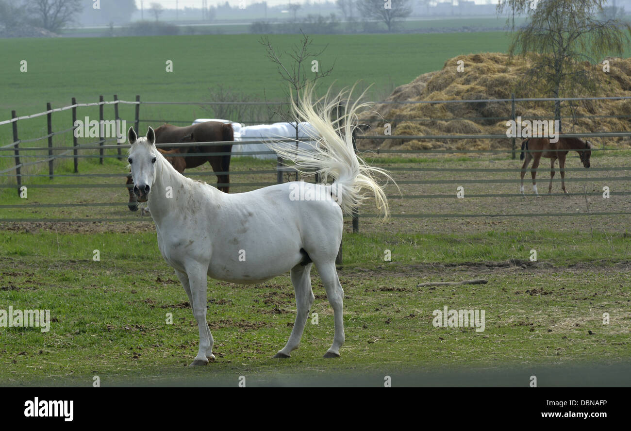 Enclosed tail hi-res stock photography and images - Alamy