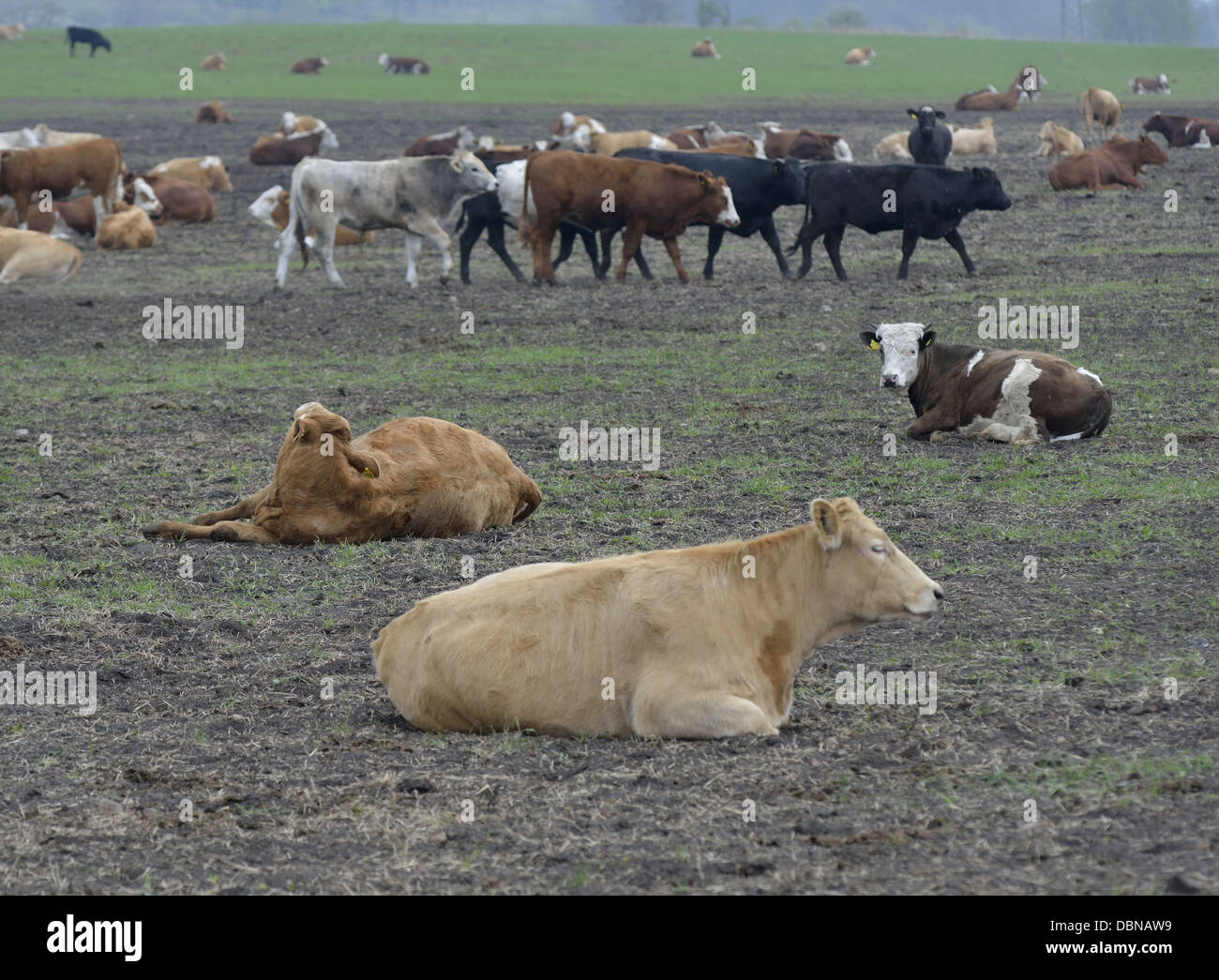 Enclosed pasture land hi-res stock photography and images - Alamy