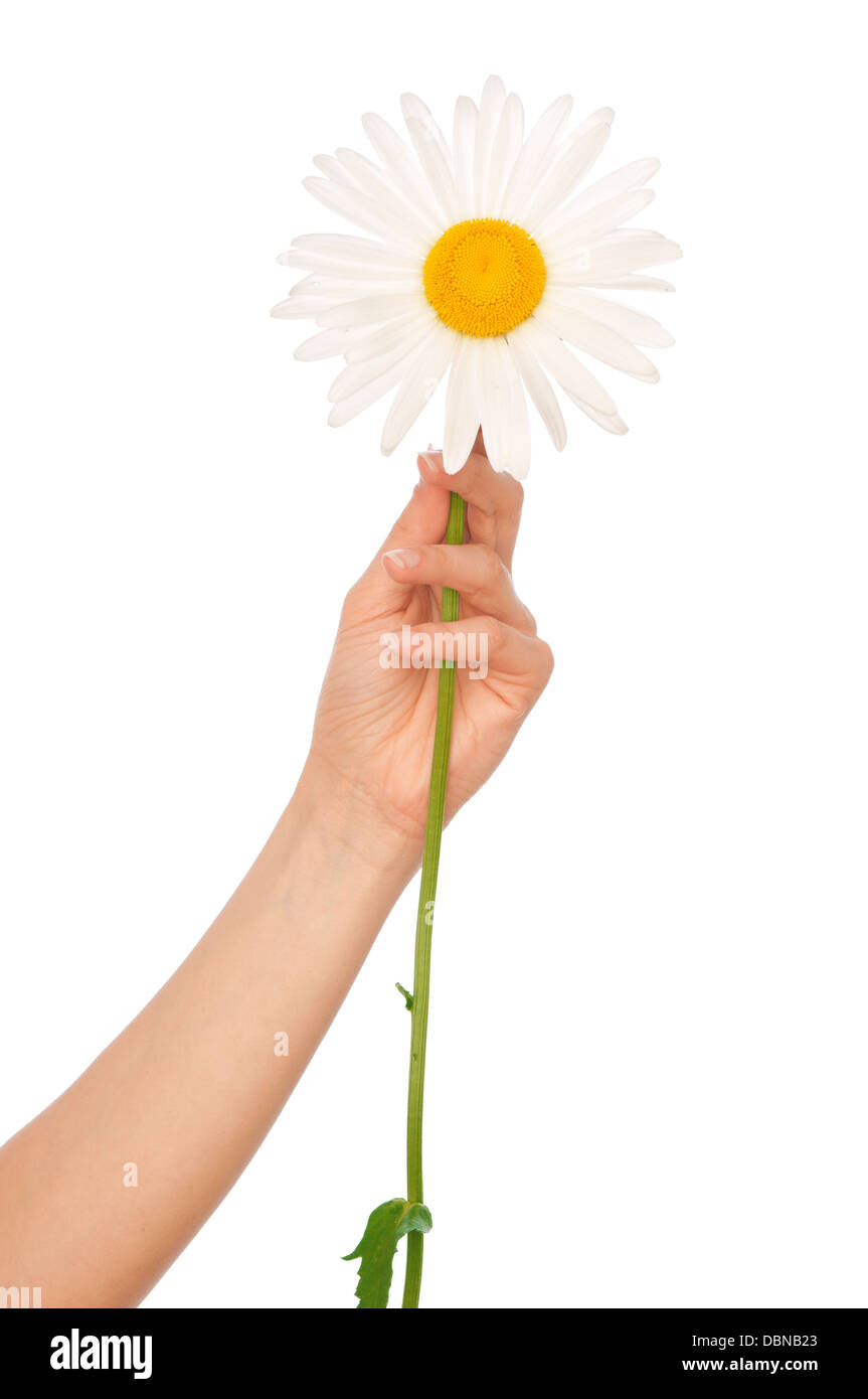 Daisy Pluck Petal High Resolution Stock Photography and Images - Alamy