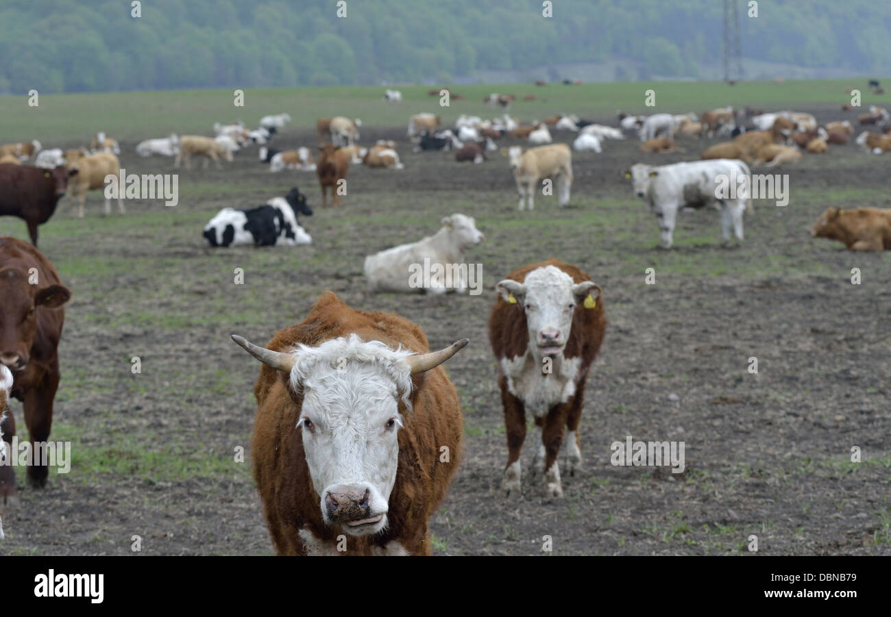 Enclosed pasture land hi-res stock photography and images - Alamy