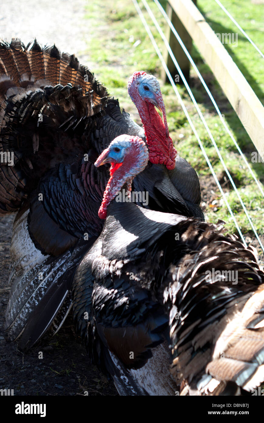 Two farm animals hi-res stock photography and images - Alamy