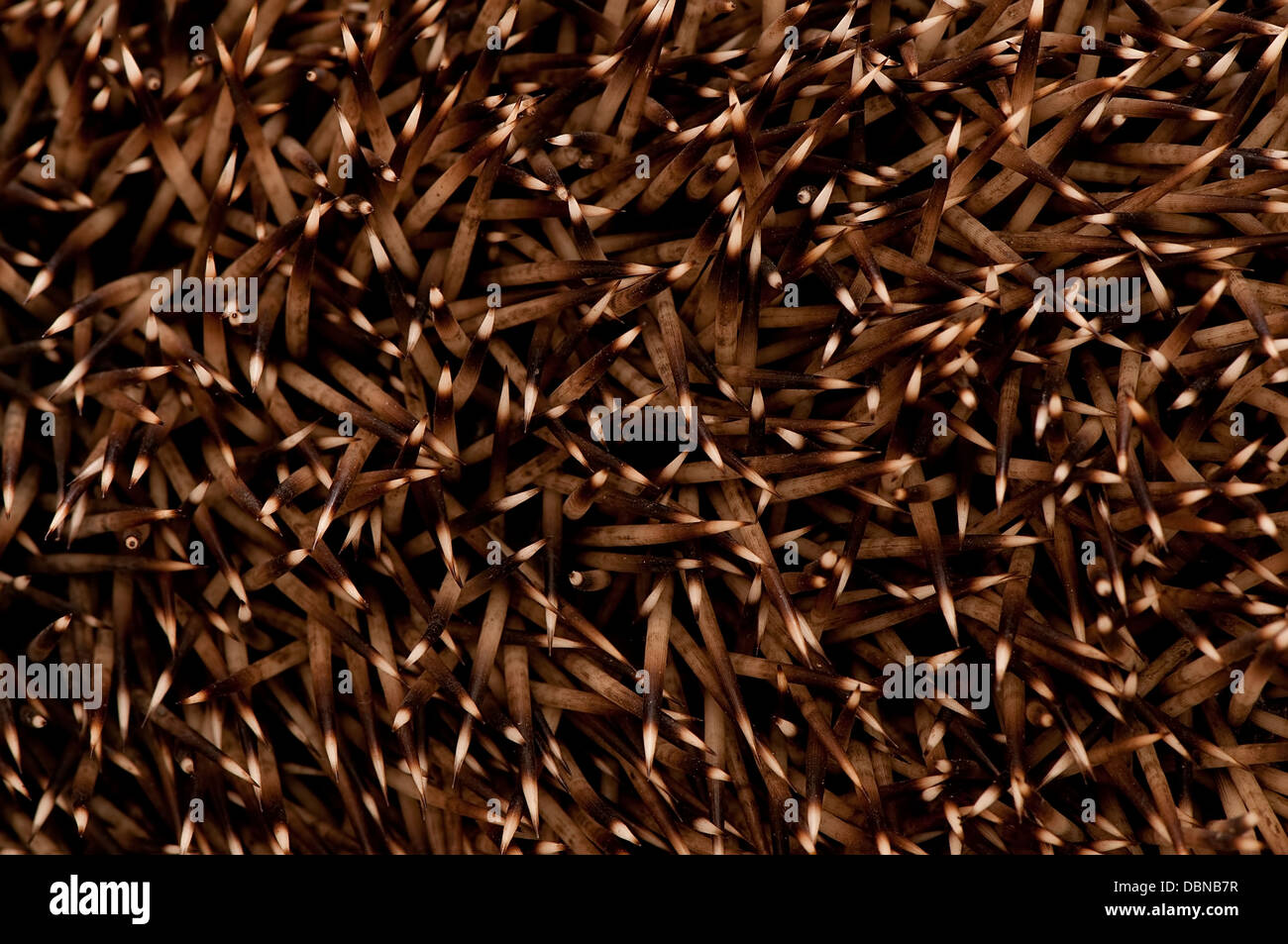 Prickles of a hedgehog Stock Photo - Alamy
