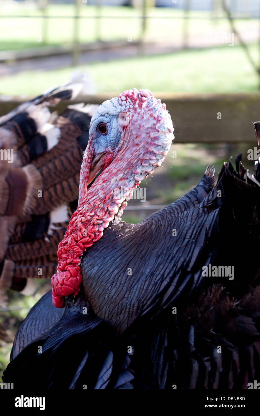 Ireland and turkey hi-res stock photography and images - Alamy