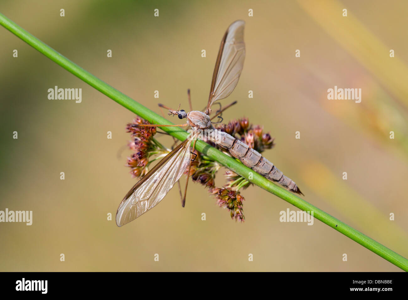Cranefly; Tipula oleracea; July; UK Stock Photo - Alamy