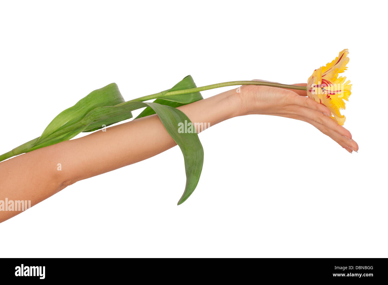 Tulip fingers Cut Out Stock Images & Pictures - Alamy