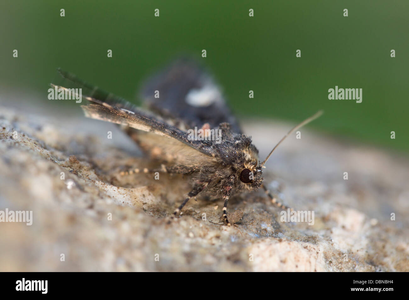 Dot moth hi-res stock photography and images - Alamy