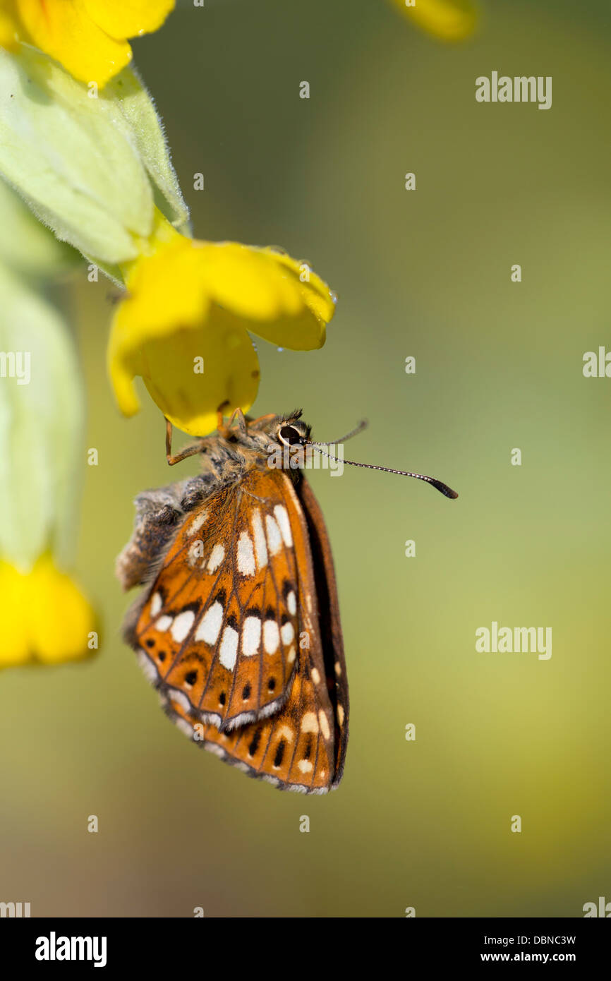 Duke of Burgundy Fritillary Butterfly; Hamearis lucina; on Cowslip; UK ...